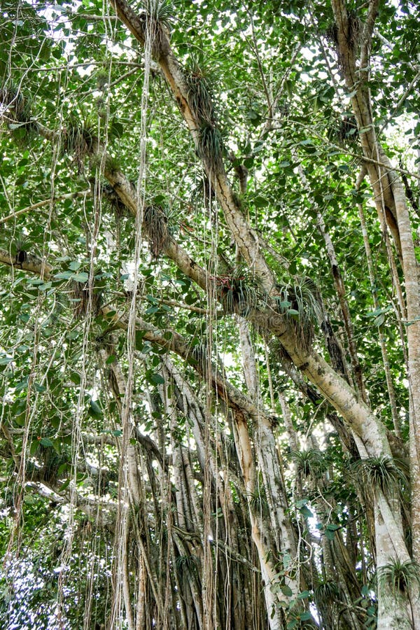 Banyan Tree Growing in Cuba Stock Image - Image of botany, plant: 75446093