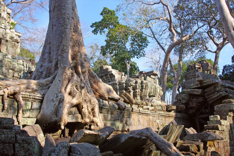 Banyan Tree Growing Over Angkor Temple Stock Image - Image of nature ...