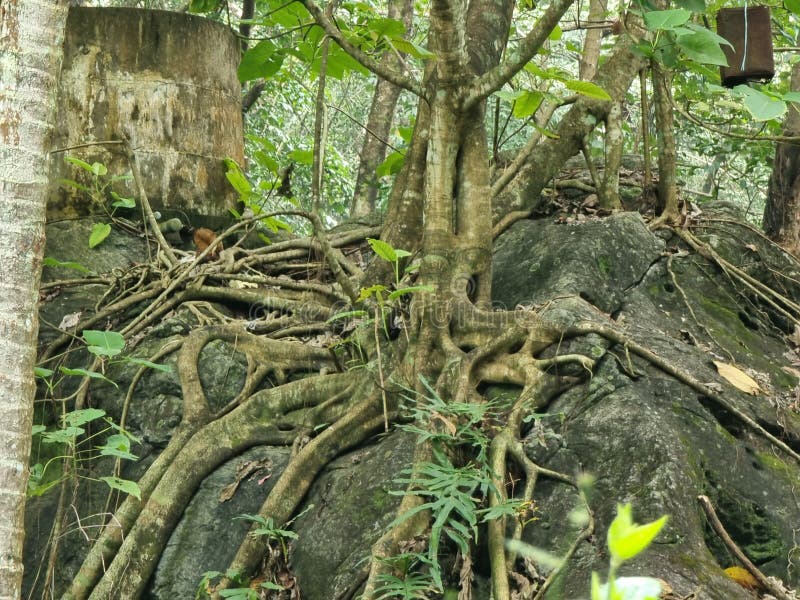 Banyan Tree Growing Over the Rock in Kerala, India. Stock Image - Image ...