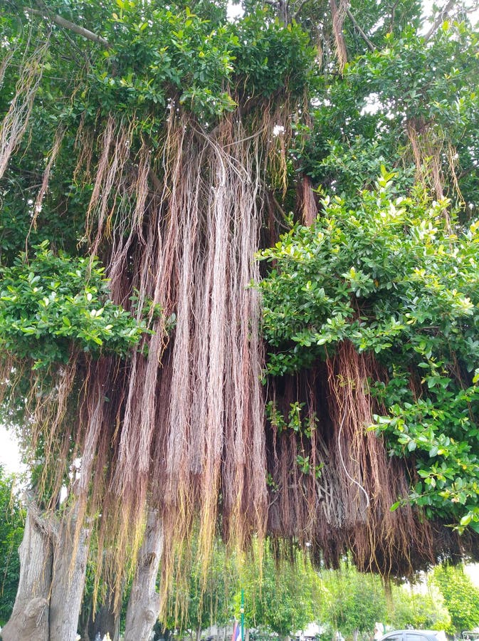 Banyan Tree with Hanging Air Roots. Stock Image - Image of deciduous ...