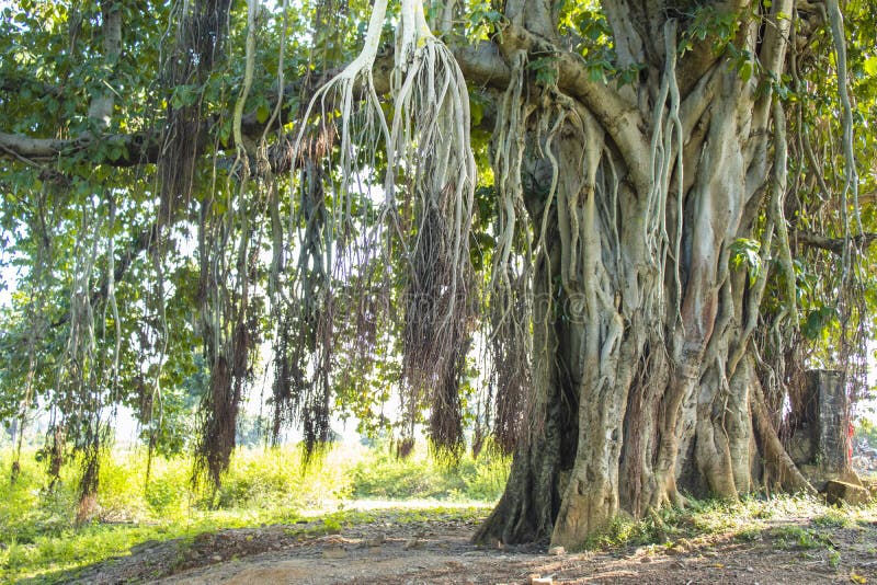 Banyan tree hanging roots stock photo. Image of trees - 121175668