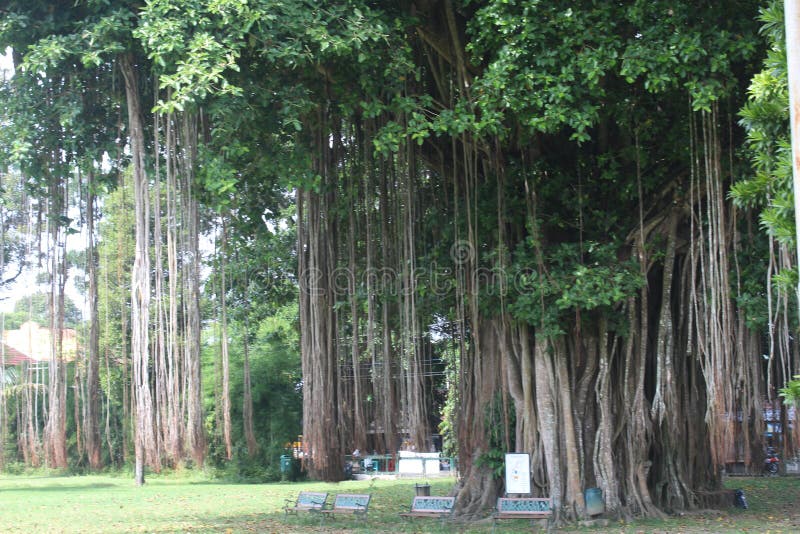 Banyan Tree And Hanging Roots. Stock Image - Image of hanging, roots ...