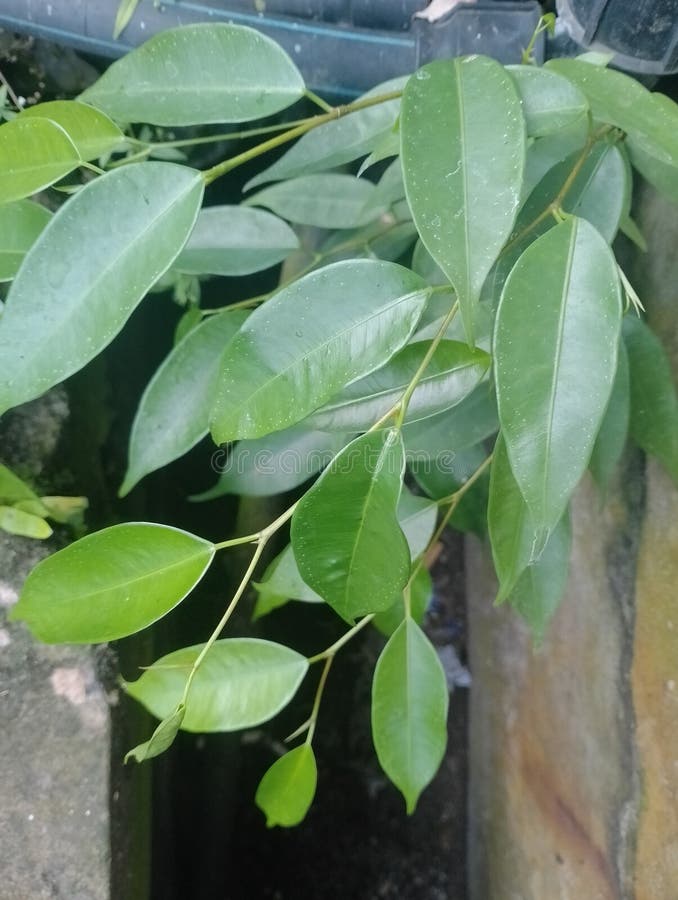 The Banyan Tree Has Aerial Roots, Glossy Leaves, and Widespread ...