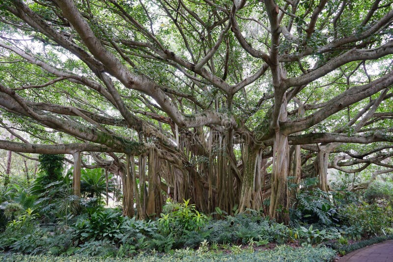 Legoland Banyan Tree Stock Photos - Free & Royalty-Free Stock Photos ...