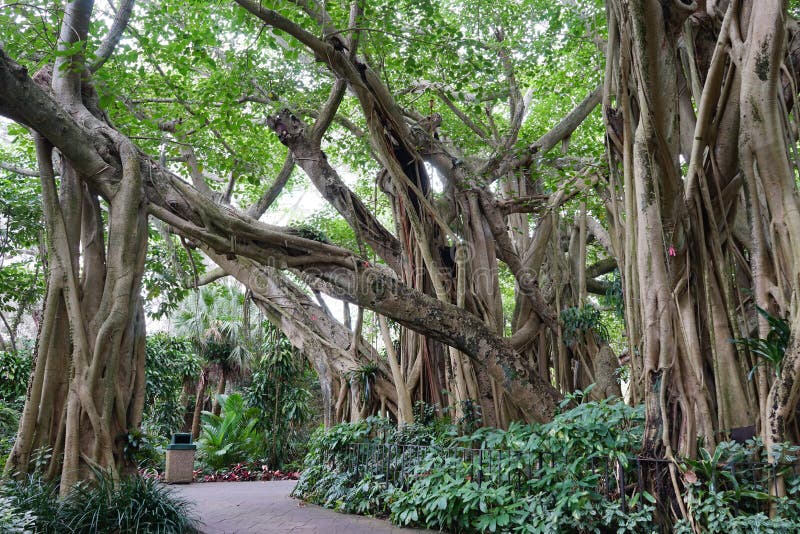 Legoland Banyan Tree Stock Photos - Free & Royalty-Free Stock Photos ...