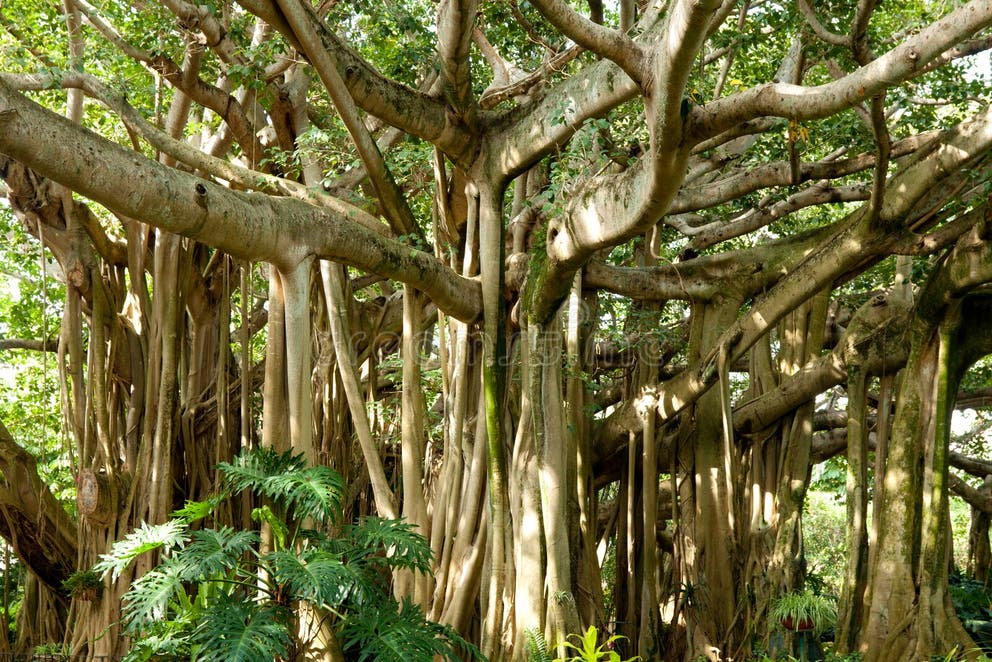 Banyan tree stock photo. Image of appearance, abstract - 30600400