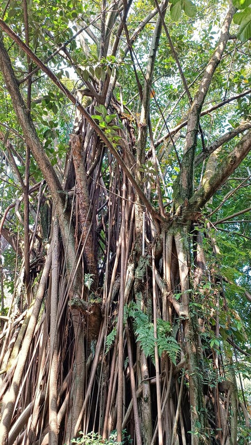 591 Prop Roots Stock Photos - Free & Royalty-Free Stock Photos from ...