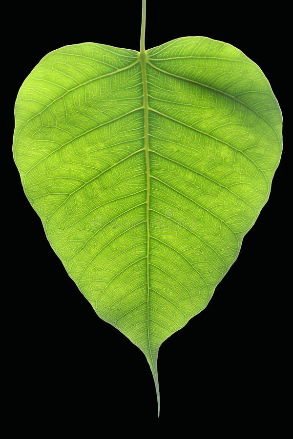 Banyan Tree leaf stock photo. Image of banyan, buddhism - 43362072