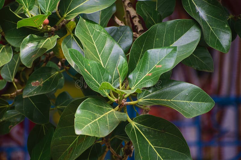 Banyan Tree Leaves Close Up Stock Image - Image of food, produce: 394504509