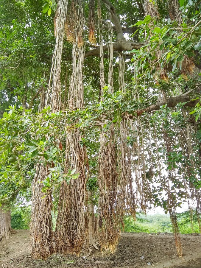 Hanging Roots Of Banyan Tree. Stock Image - Image of banyan, hanging ...