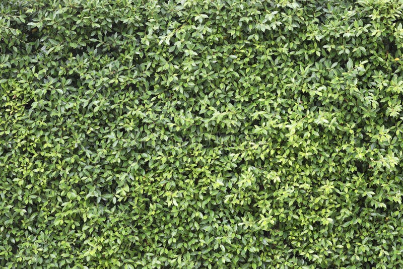 Banyan Tree Lush Leaves Texture Stock Photo - Image of bright, garden ...