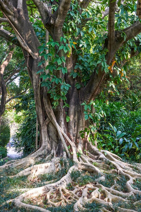 The Banyan Tree with a Lush Root System in the Park Stock Image - Image ...