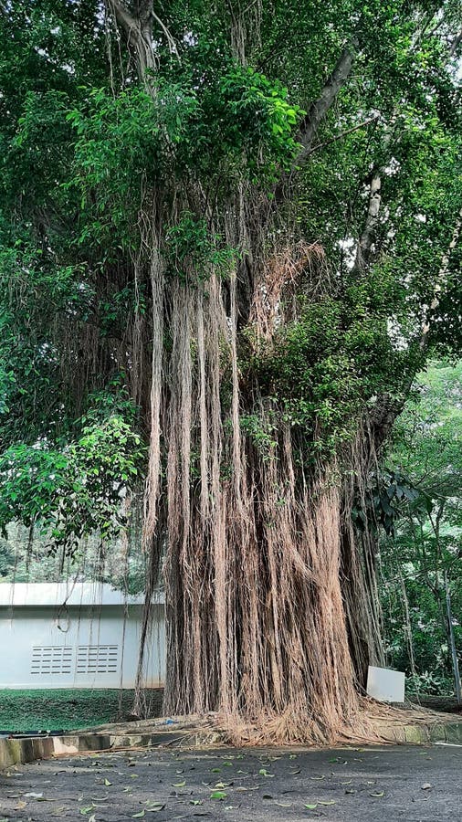 Dangling Roots Stock Photos - Free & Royalty-Free Stock Photos from ...