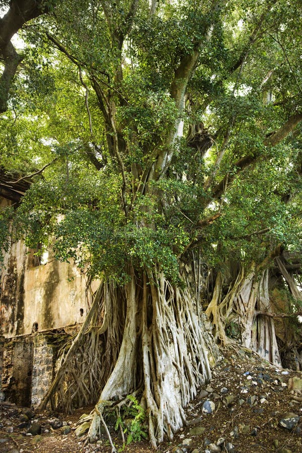 6+ Banyan tree color Free Stock Photos - StockFreeImages