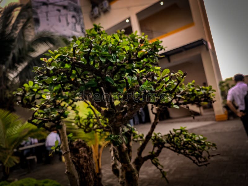 The Banyan Tree is Native To Asia and Australia. Stock Photo - Image of ...