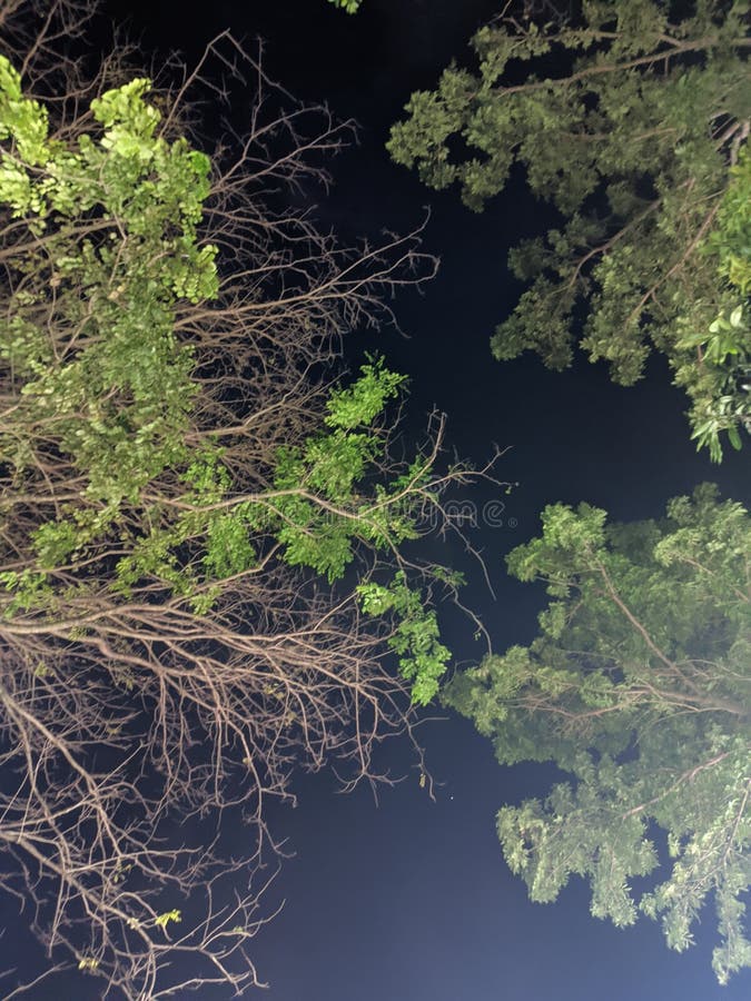 Banyan tree at night stock photo. Image of soil, jungle - 254865046