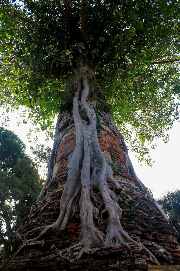 Pagoda Ayutthaya Thailand stock image. Image of temple - 57588951