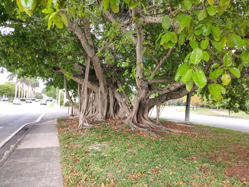 Banyan tree in the park stock photo. Image of nature - 253706102
