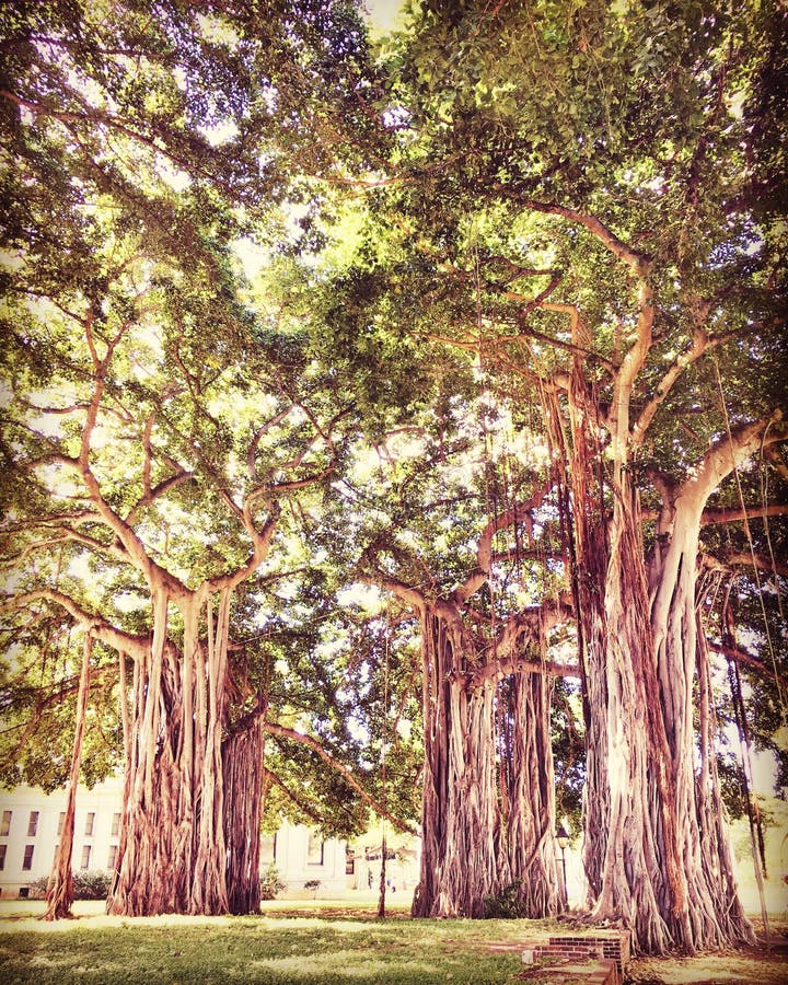 Banyan Tree Park stock photo. Image of oahu, trunk, branches - 89873154