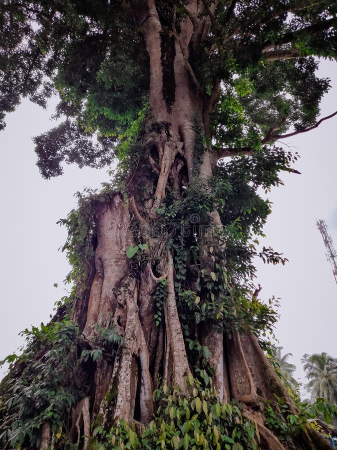Banyan tree stock photo. Image of branch, woodland, forest - 334667504