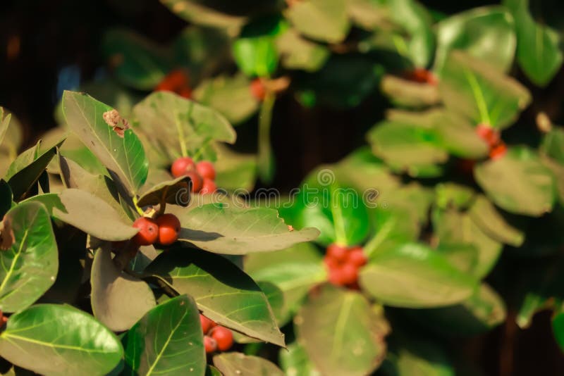 Fruit of Ficus Benjamina on the Tree,Banyan Fig Tree Fruit Closeup ...