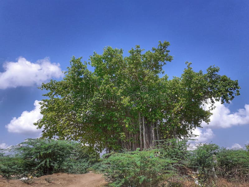 A Banyan Tree is in River Bank . Stock Photo - Image of village, tree ...
