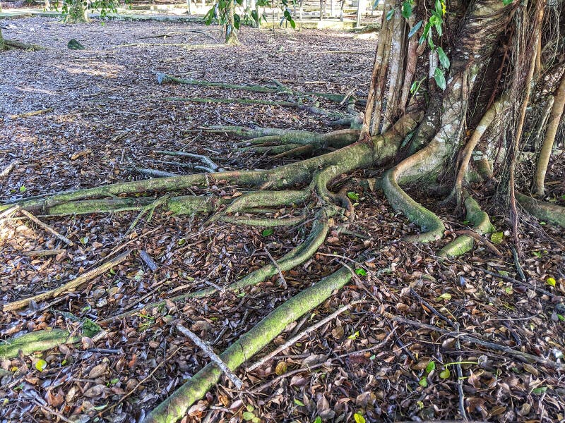 Banyan tree root stock photo. Image of resistant, wood - 249298358