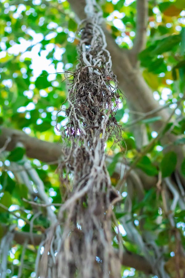 586 Indian Banyan Root Stock Photos - Free & Royalty-Free Stock Photos ...