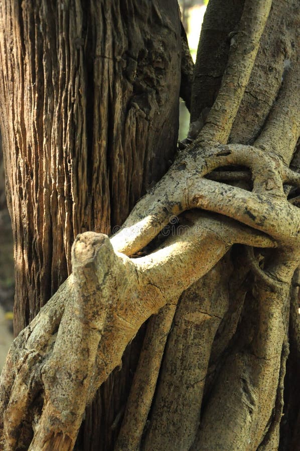 Banyan tree root stock photo. Image of wild, nature, great - 42735214