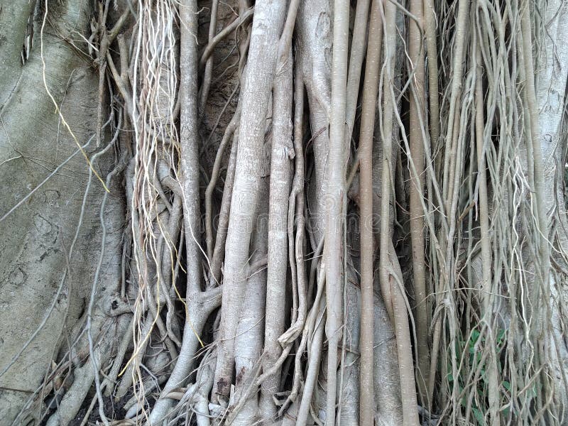 Banyan tree root view stock illustration. Illustration of icon - 251308555