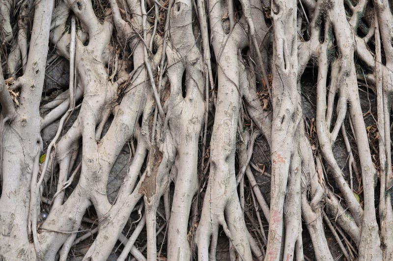 Dense tree roots texture stock photo. Image of tree, branch - 5768570