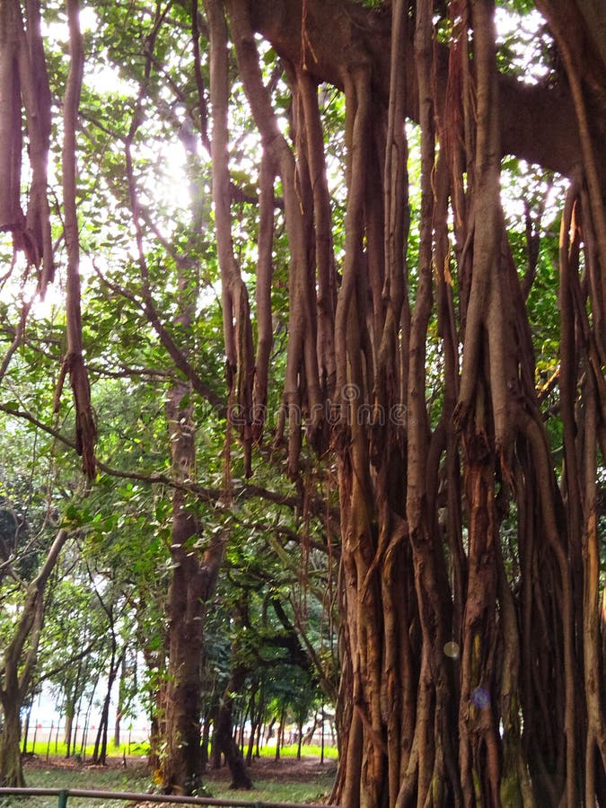 Banyan Tree Roots.Aerial Prop Roots Stock Photo - Image of banyan ...