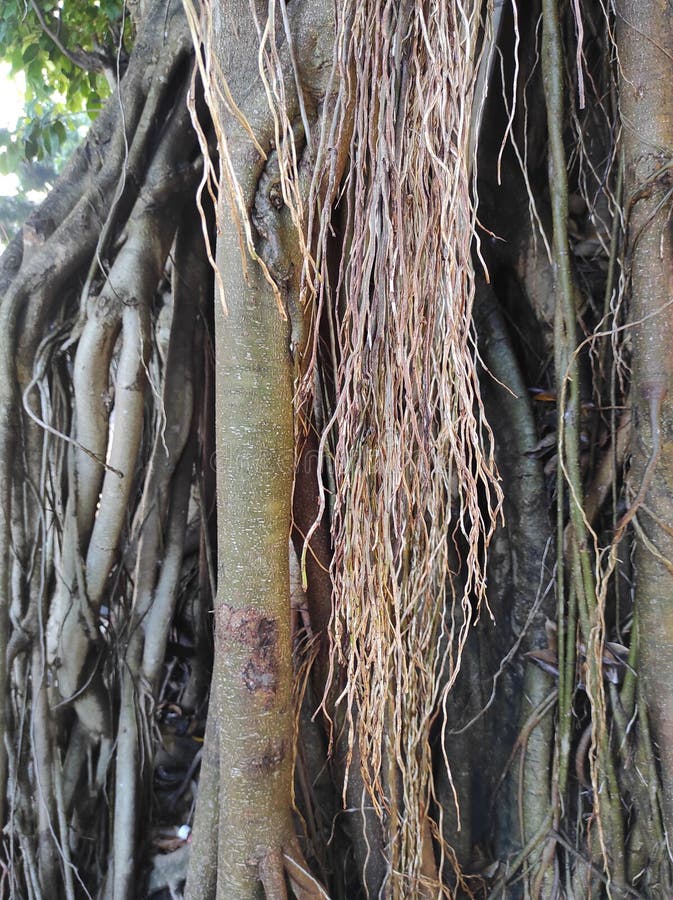 Banyan Tree Roots in Close Up View Stock Photo - Image of iron, water ...
