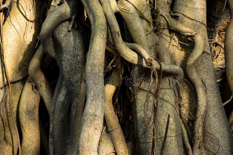 Banyan Tree Roots Closeup at Morning Sunlight in West Bengal India ...