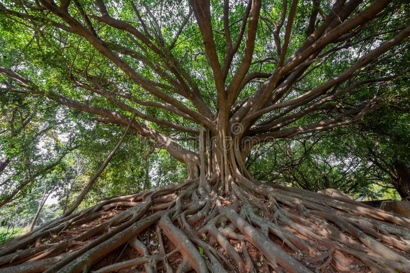 Banyan Tree and Roots in the Forest. Stock Image - Image of natural ...