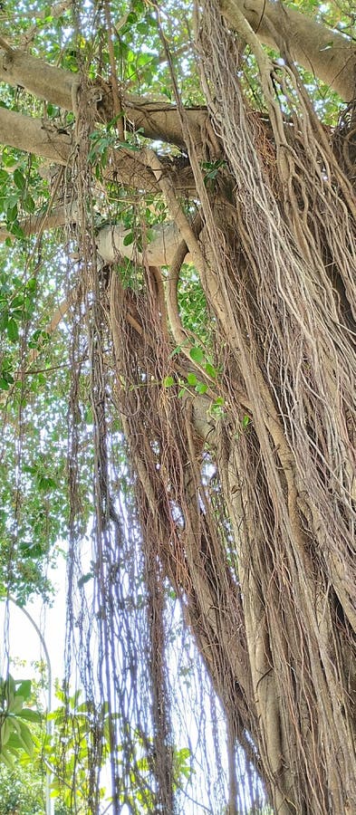 Banyan Tree Roots Growing on Branches Stock Image - Image of growing ...
