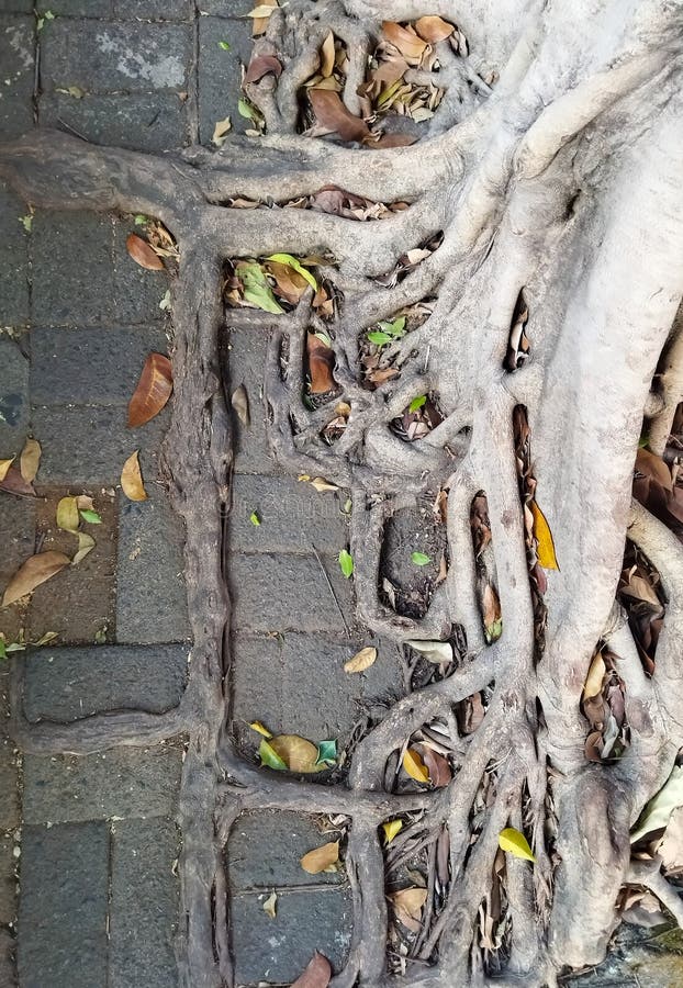 Banyan Tree Roots Grows on the Old Pved Brick Stock Photo - Image of ...