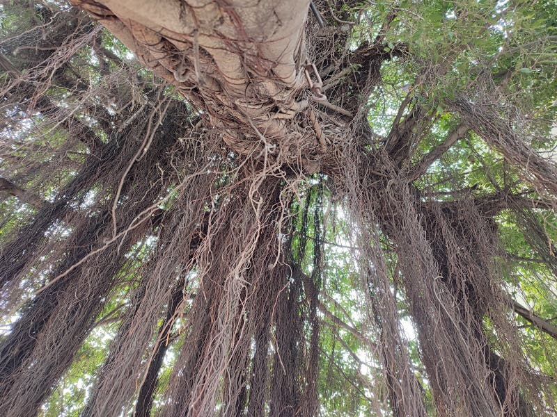 Banyan Tree Roots Hanging from Its Branches Stock Photo - Image of ...