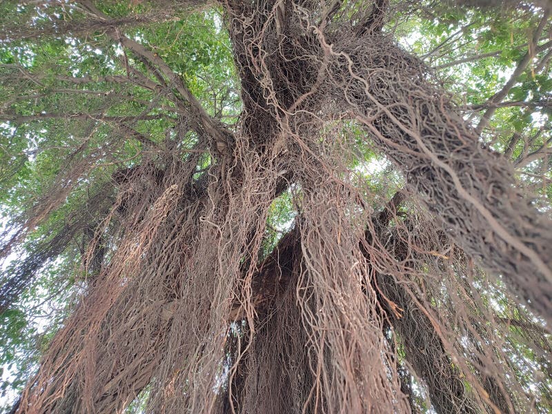 Banyan Tree Roots Hanging from Its Branches Stock Photo - Image of ...