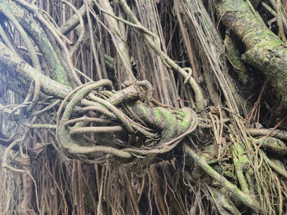 Banyan Tree Roots that Have Formed a Knot Stock Photo - Image of wood ...