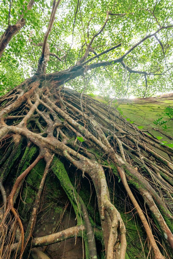 466 Tall Tree Roots Sunlight Stock Photos - Free & Royalty-Free Stock ...