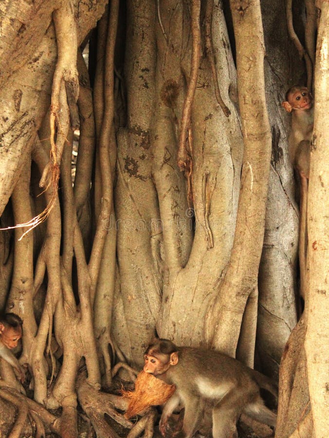 Banyan Tree Roots Monkeys Stock Photos - Free & Royalty-Free Stock ...