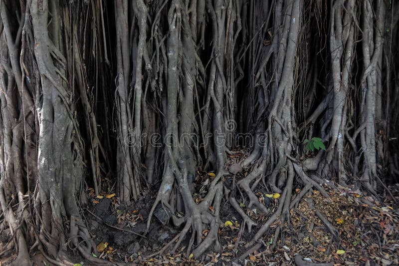 Banyan tree, roots stock image. Image of nature, closeup - 89369653
