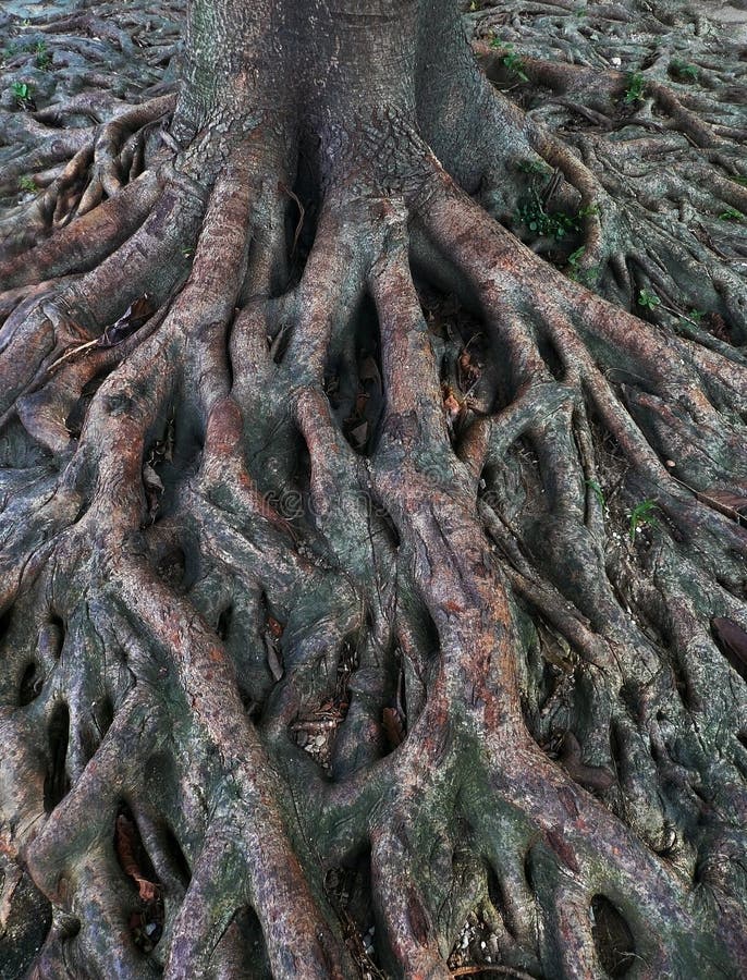 75+ Earth tree roots Free Stock Photos - StockFreeImages