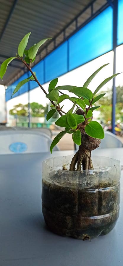 Banyan Tree Seeds for Bonsai Stock Photo - Image of garden, branch ...