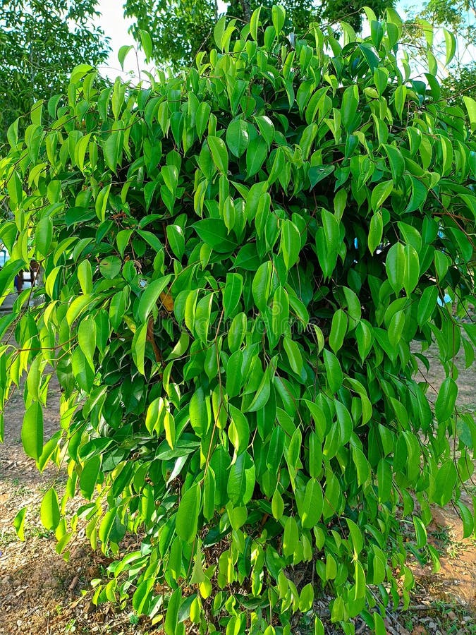 Beringin or Banyan Tree is a Shady Plant Stock Image - Image of banyak ...