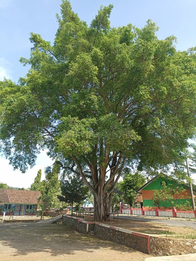 Banyan Tree on the Side of the Road Stock Image - Image of side, daun ...