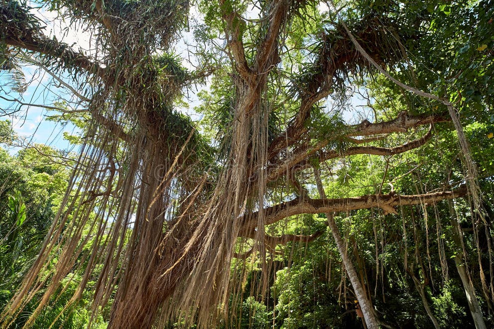 Banyan Tree Near Beach in Maui Stock Image - Image of light, shade ...