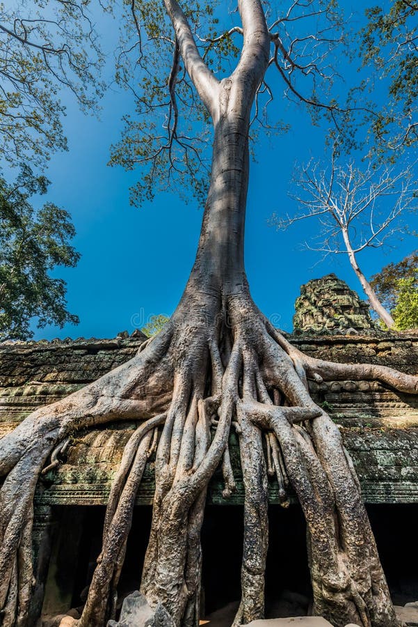 Banyan Tree Ta Prohm Angkor Wat Cambodia Stock Image - Image of travel ...