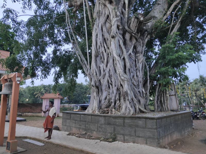 Temple Of Six Banyan Trees, Buddhist Monastery Editorial Stock Photo ...